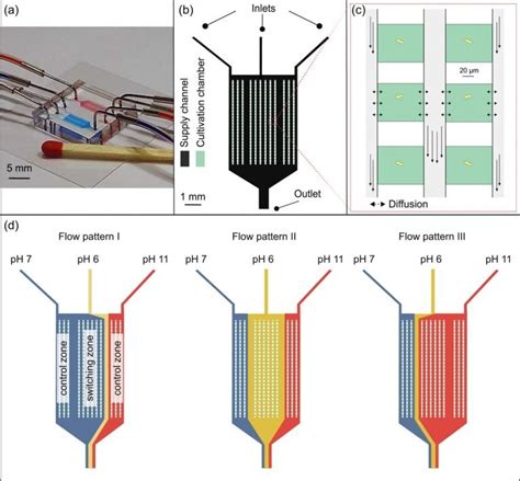 Microfluidic Scale Down Bioreactor For Informed Large Scale Production