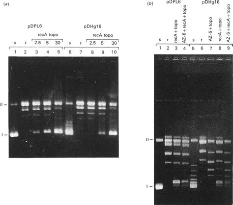 Unwinding Of Supercoiled Plasmid DNA By RecA Protein A Plasmid DNA Download Scientific