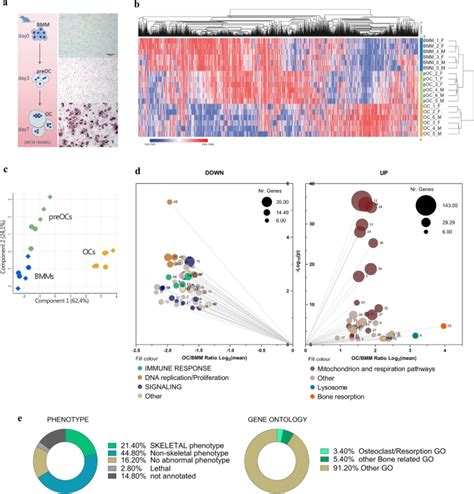 破骨细胞分化的新蛋白质组特征揭示了去泛素酶 Uchl1 作为必要的破骨细胞驱动因子 Scientific Reports X Mol