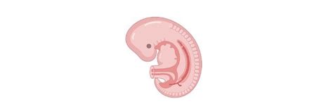 Protostome Definition Types And Examples I Researchtweet