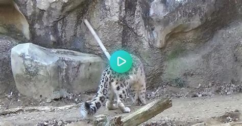 Stick Vs Snow Leopard  On Imgur
