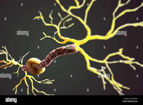 Bipolar Neuron Stock Photo Alamy