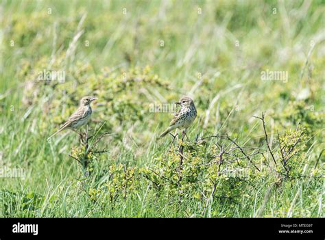 Adult Meadow Pipit Anthus Pratensis With Prey And Fledgling Stock Photo Alamy