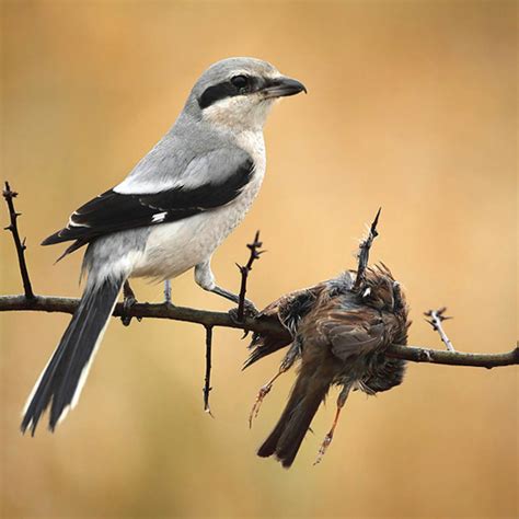 Loggerhead Shrike Species At Risk In The Land Between