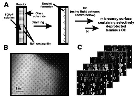 Formation Of Isolated Reaction Sites And The Microarray Synthesis Download Scientific Diagram