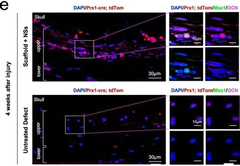 Anti Osteocalcin Antibody Mab1419 Randd Systems