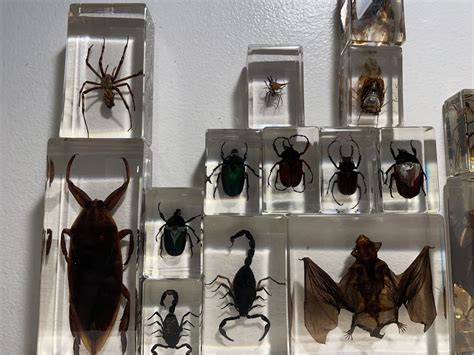 Critters N Such Does That Count Rtaxidermy