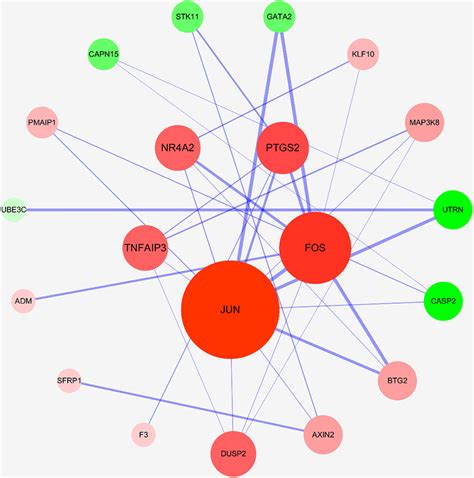 protein interaction network note red node represents up‐regulated