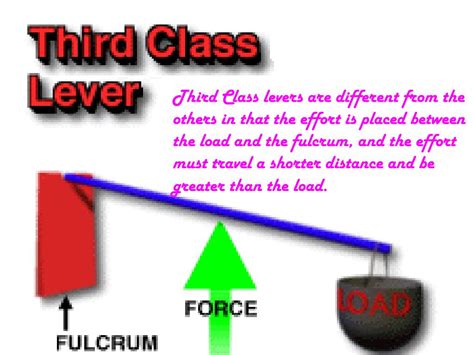 PPT Third Class Levers PowerPoint Presentation Free Download ID 801921
