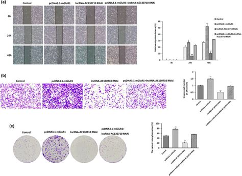 Effects Of Modulating Lncrna Ac130710 And Mglur1 Expression On The