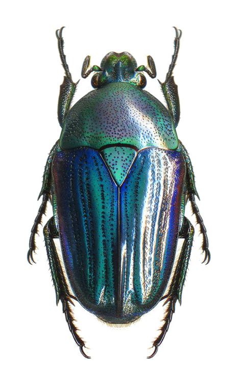 94 Best Shiny Bugs Images On Pinterest Beautiful Bugs Beetles And