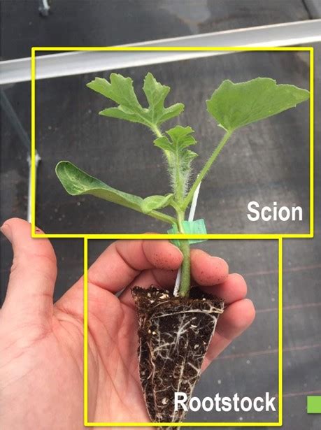 Unwrapping The Possibility Of Watermelon Grafting Progressive Crop Consultant