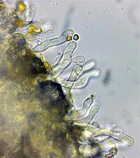 Crepidotus Subverrucisporus West Glamorgan Flora