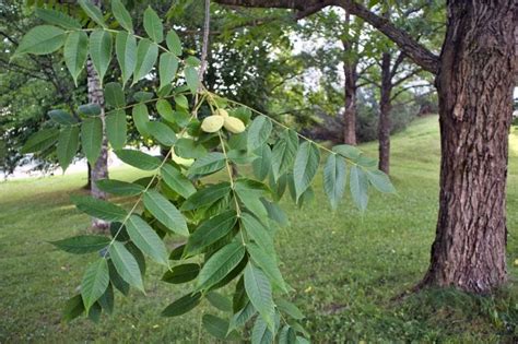 Types Of Walnut Trees In Ontario With Pictures BootstrapBee Com Actionable