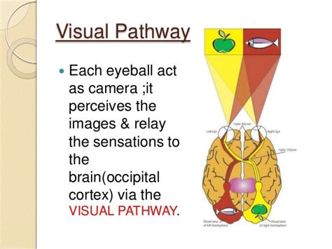 Anatomy Of Visual Pathway Field Defects And Its Lesions
