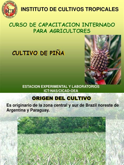 Guía Del Cultivo De Piña En Paraguay Pdf Piña Siembra