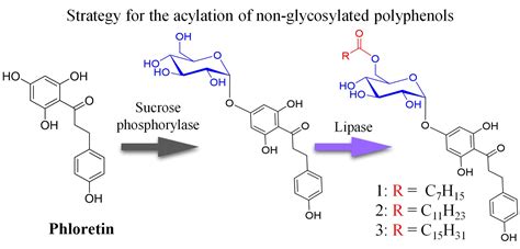 Francisco Plou Lab A Strategy For The Enzymatic Acylation Of Polyphenols