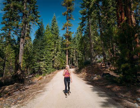 Hiking Mariposa Grove Of Giant Sequoias Trail In Yosemite