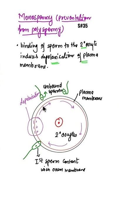 Ovum Monospermy Shorts Monospermy Polyspermy Youtube