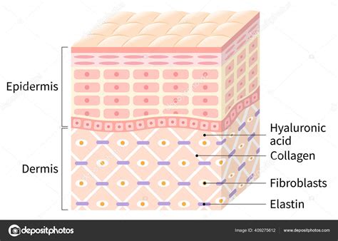 Epidermal Cell Diagram