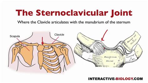 Shoulder Girdle Synovial Joint At Madison Hales Blog