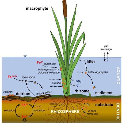 Schematised Effects Of Macrophytes On Iron Metal Removal In