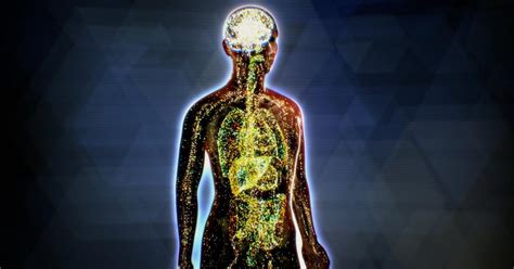 What Is Endocannabinoid System Ecs Kota Botanics