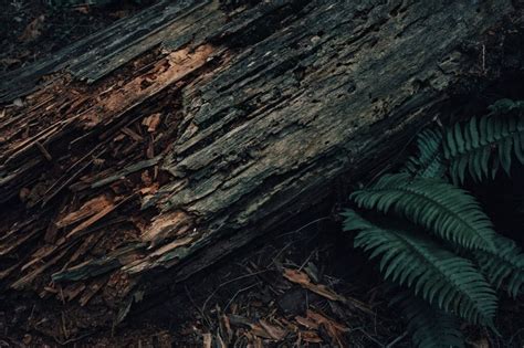 Monitoring Ecosystem Services With Essential Ecosystem Service