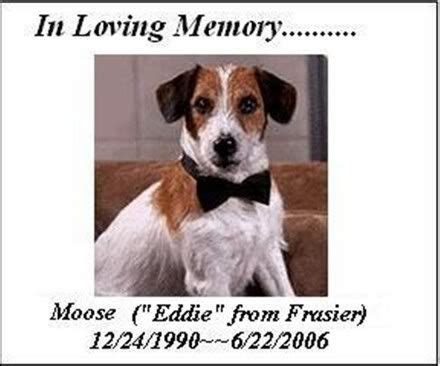 52 Best Images About Eddie From Frasier Aka Moose And Enzo On Pinterest
