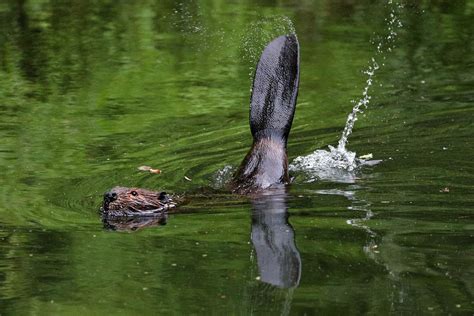 Beaver Photos: Swimming, Diving, Grooming, Tail Slapping