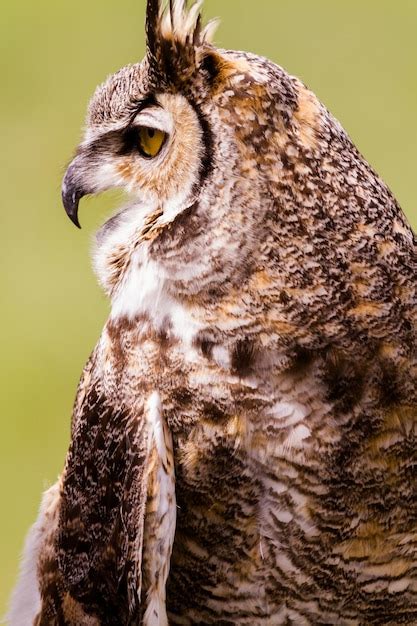 Premium Photo Close Up Of Great Horned Owl In Captivity