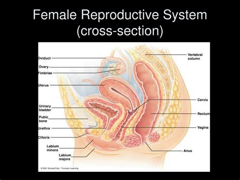 Ppt Sexual Anatomy Powerpoint Presentation Free Download Id2406482