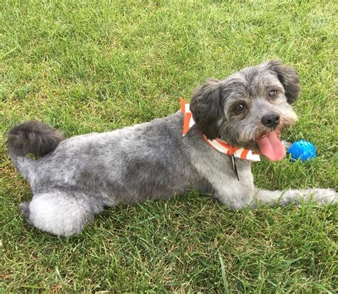 Screw Tail Amputation Anicira