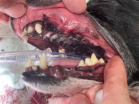 Should Dogs Teeth Be Pulled
