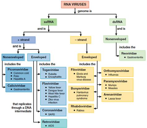 Classification Of Viruses On The Basis Of Genome Microbiology Notes