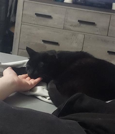 She Fell Asleep In My Lap R Ballpython