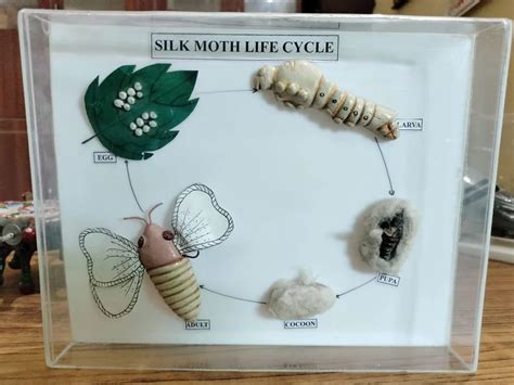 Silk Moth Life Cycle Resin Biological Model At ₹ 650 Piece Botany Models In Agra Id