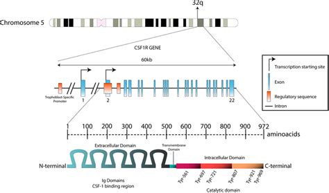 Genomic Structure Of The Csf1r Locus In Human And Protein Structure