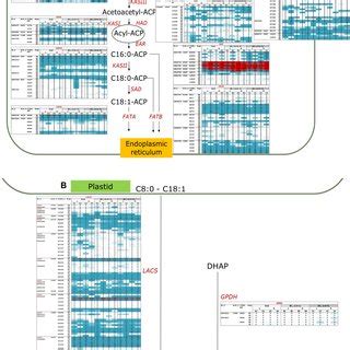 FPKM Expression Levels For Various Genes Mapped To The Fatty Acid