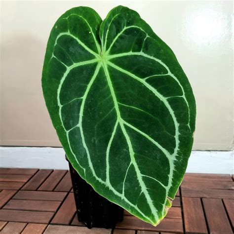Anthurium Magnificum Dark Form With New Shoot Furniture And Home