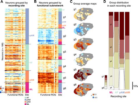 Distinct Cortical Correlation Patterns Distributed Across Spatially