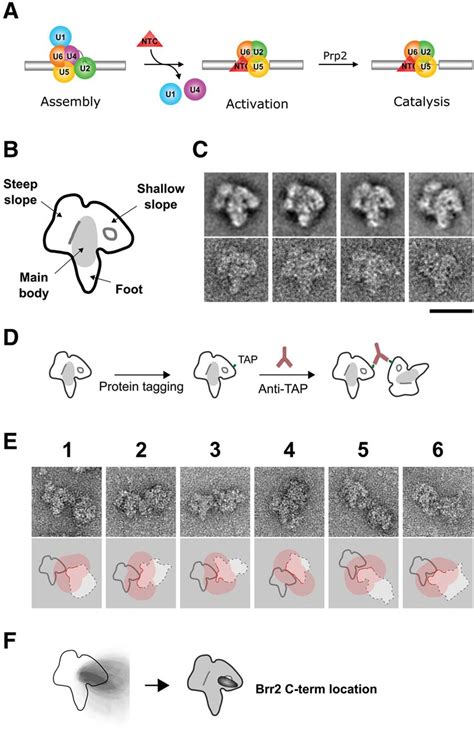 A Protein Map Of The Yeast Activated Spliceosome As Obtained By