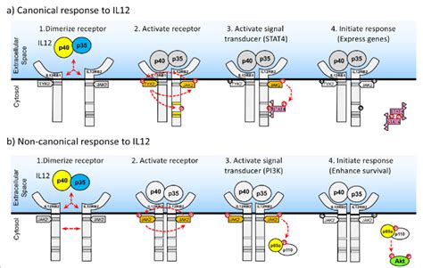 Schematic Diagram Illustrating The Different In Canonical Versus