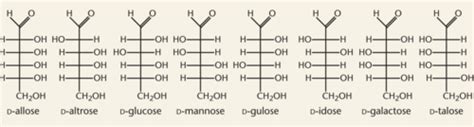 Chapter 4 Carbohydrate Structure And Function Flashcards Quizlet