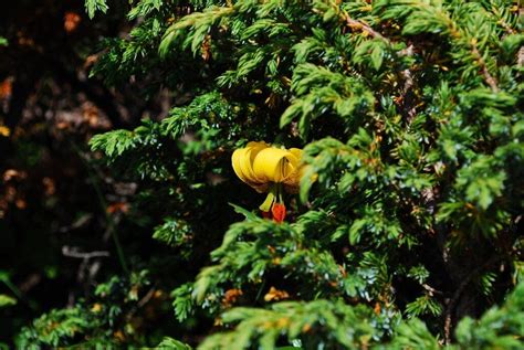 Преброяване на планински крем и витошко лале в резерват Бистришко бранище в ПП Витоша