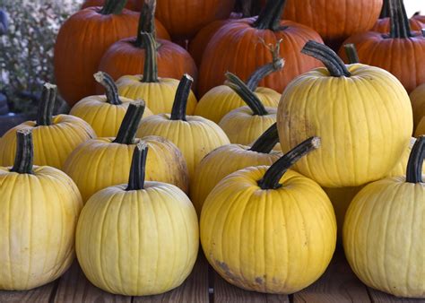 Interesting Facts About Fall Standard Pumpkins Picayune Item