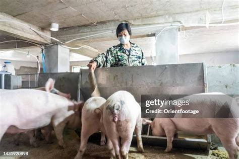 Livestock Breeding Photos And Premium High Res Pictures Getty Images
