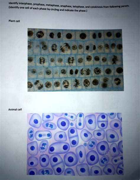 Identify Interphase Prophase Identify One Cell Metaphase Anaphase