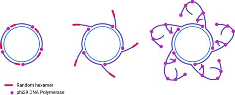 Phi29 Dna Polymerase