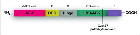 erα structume the functional domains erα include the dna binding